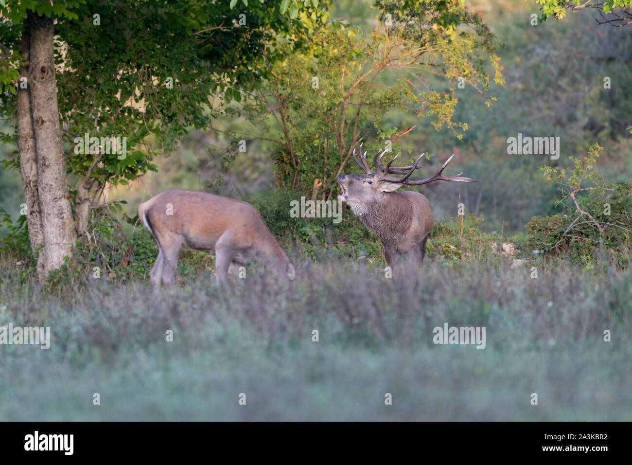Large mammals in italy hi-res stock photography and images - Alamy