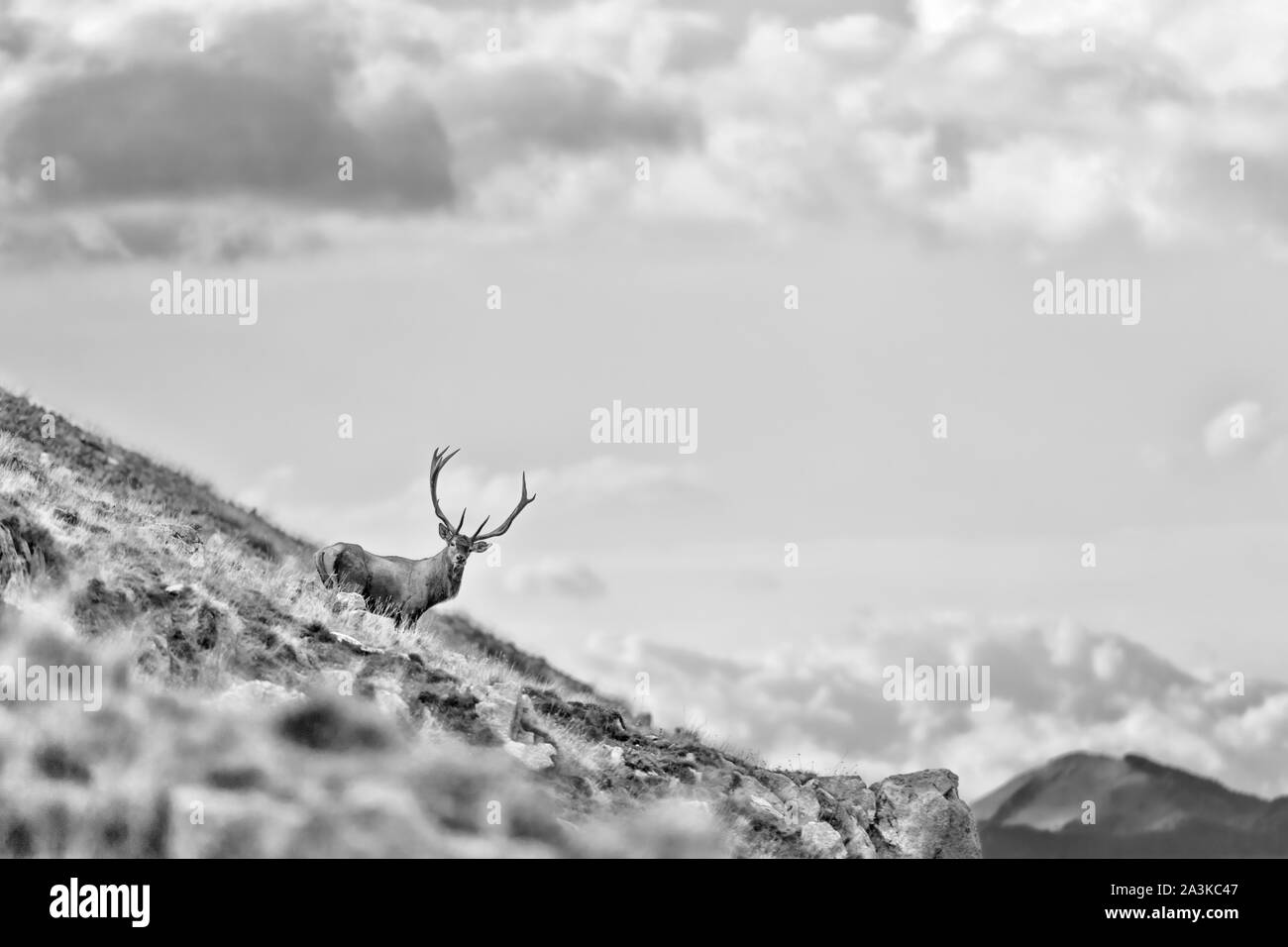 Deer valley Black and White Stock Photos & Images - Alamy