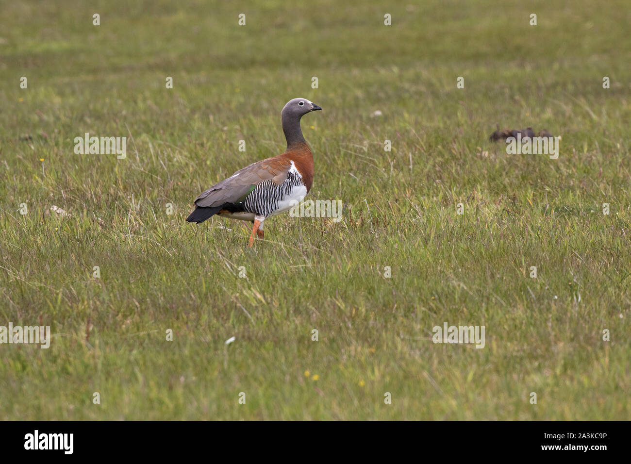 Ashy-headed goose Chloephaga poliocephala on grassland Torres del Paine ...
