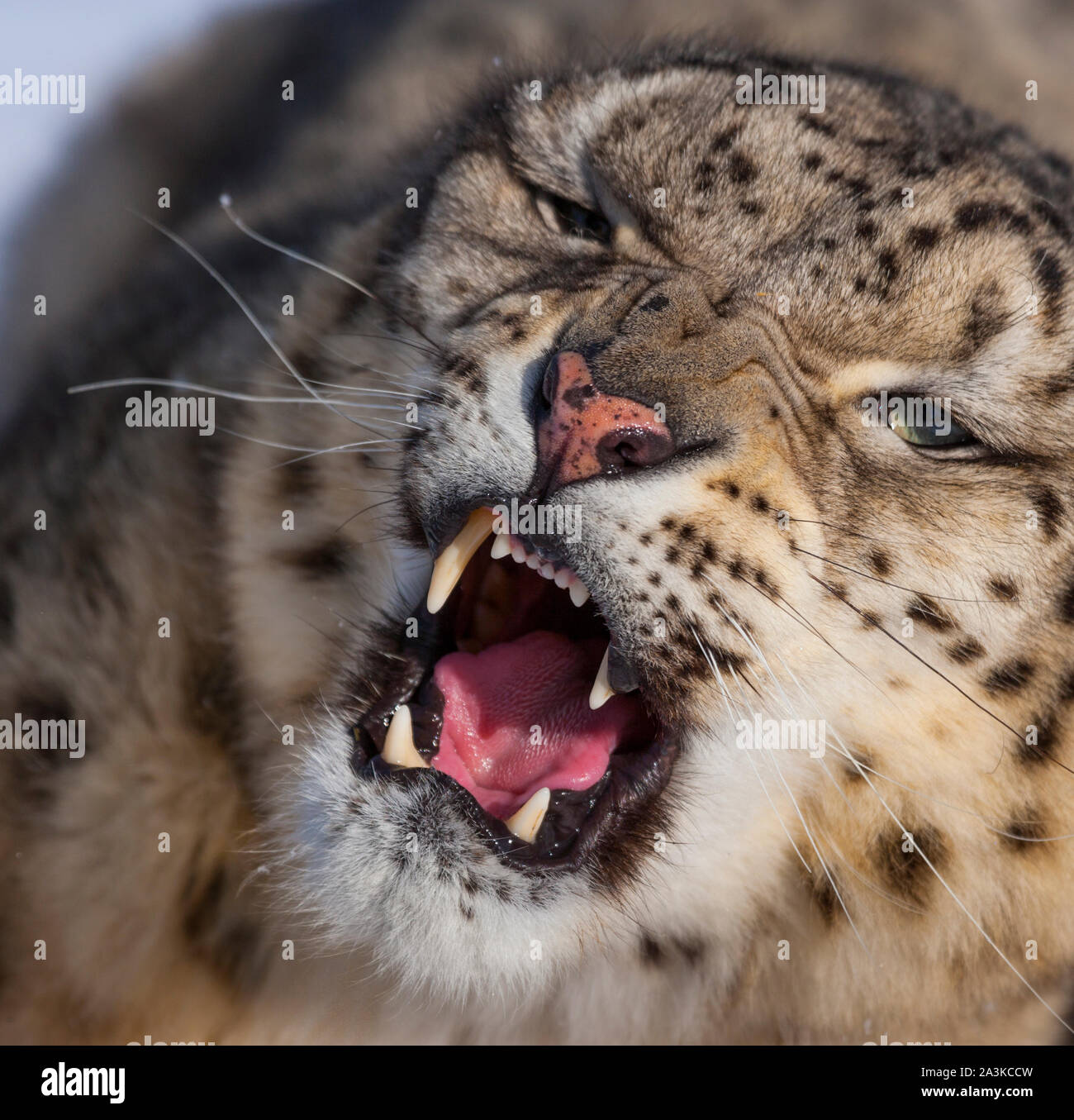 Snow leopard (Panthera uncia Stock Photo - Alamy