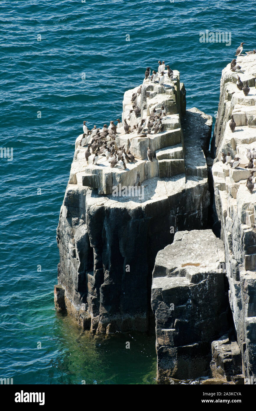 Seabirds nsesting on steep cliffs of the Isle of May. Fife, Scotland ...