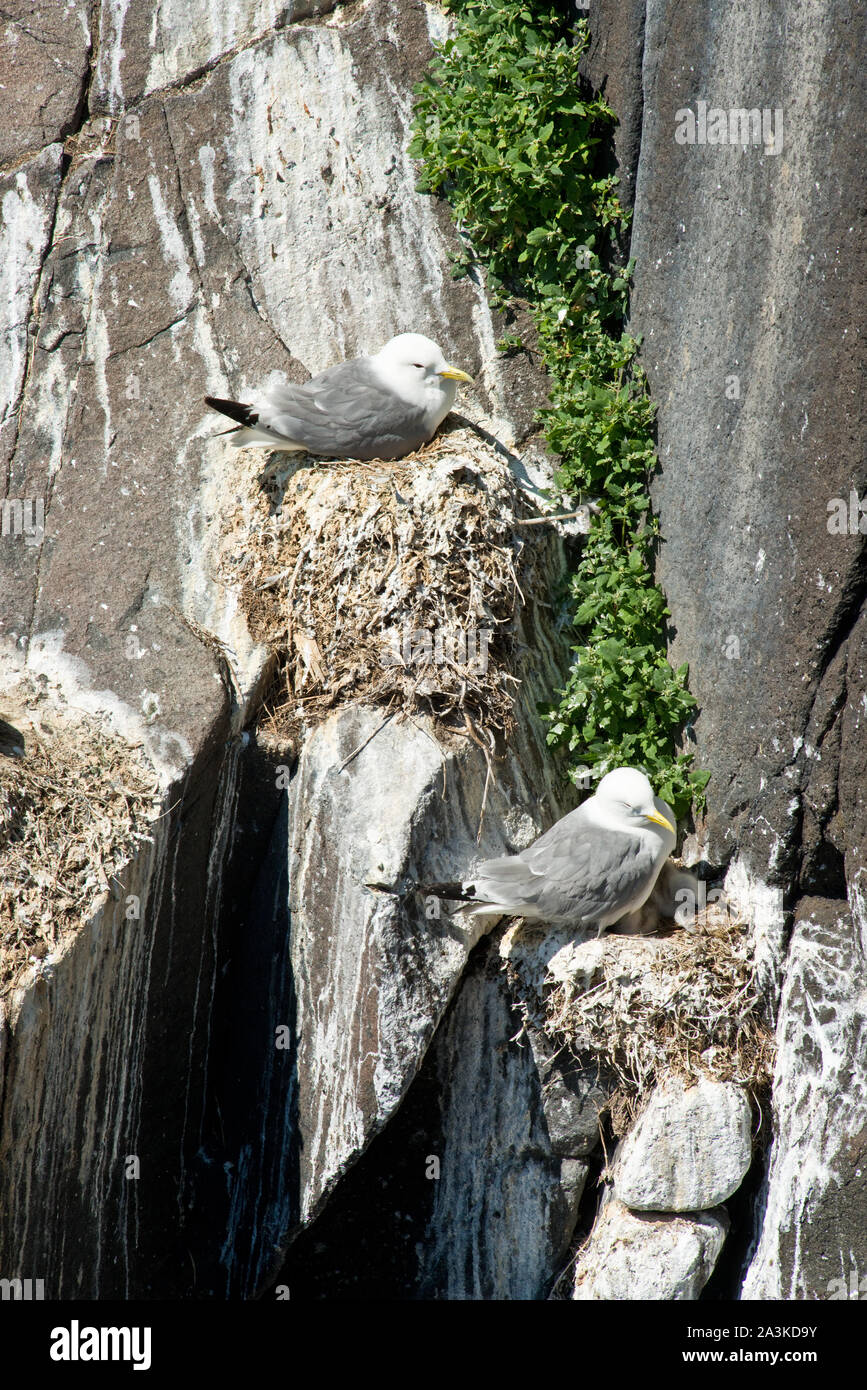 Seabirds nsesting on steep cliffs of the Isle of May. Fife, Scotland ...
