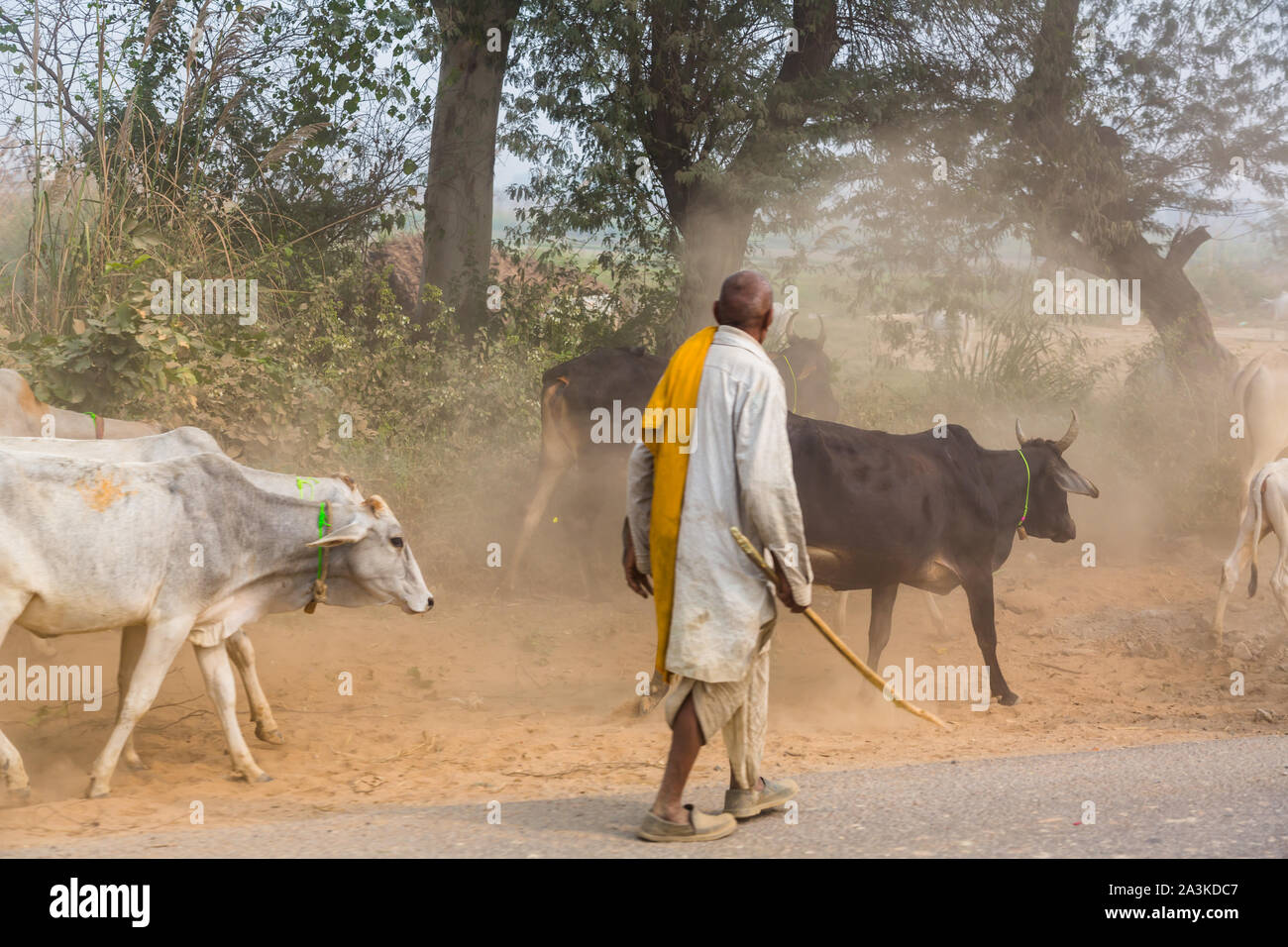Cows and Shepherd in India Stock Photo - Alamy