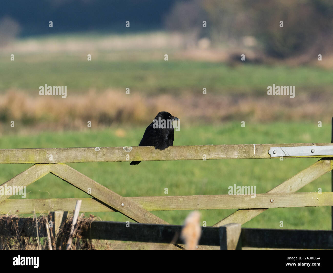 Carrion crow Corvus corone corone perched on a five bar gate, Greylake ...