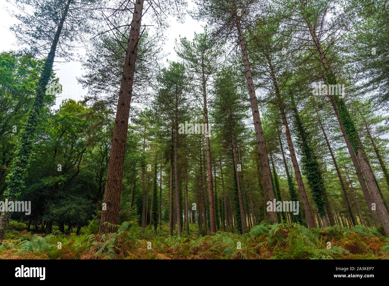 Converging trees hi-res stock photography and images - Alamy