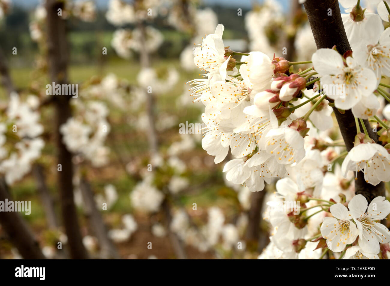 Tree planting australia hi-res stock photography and images - Alamy