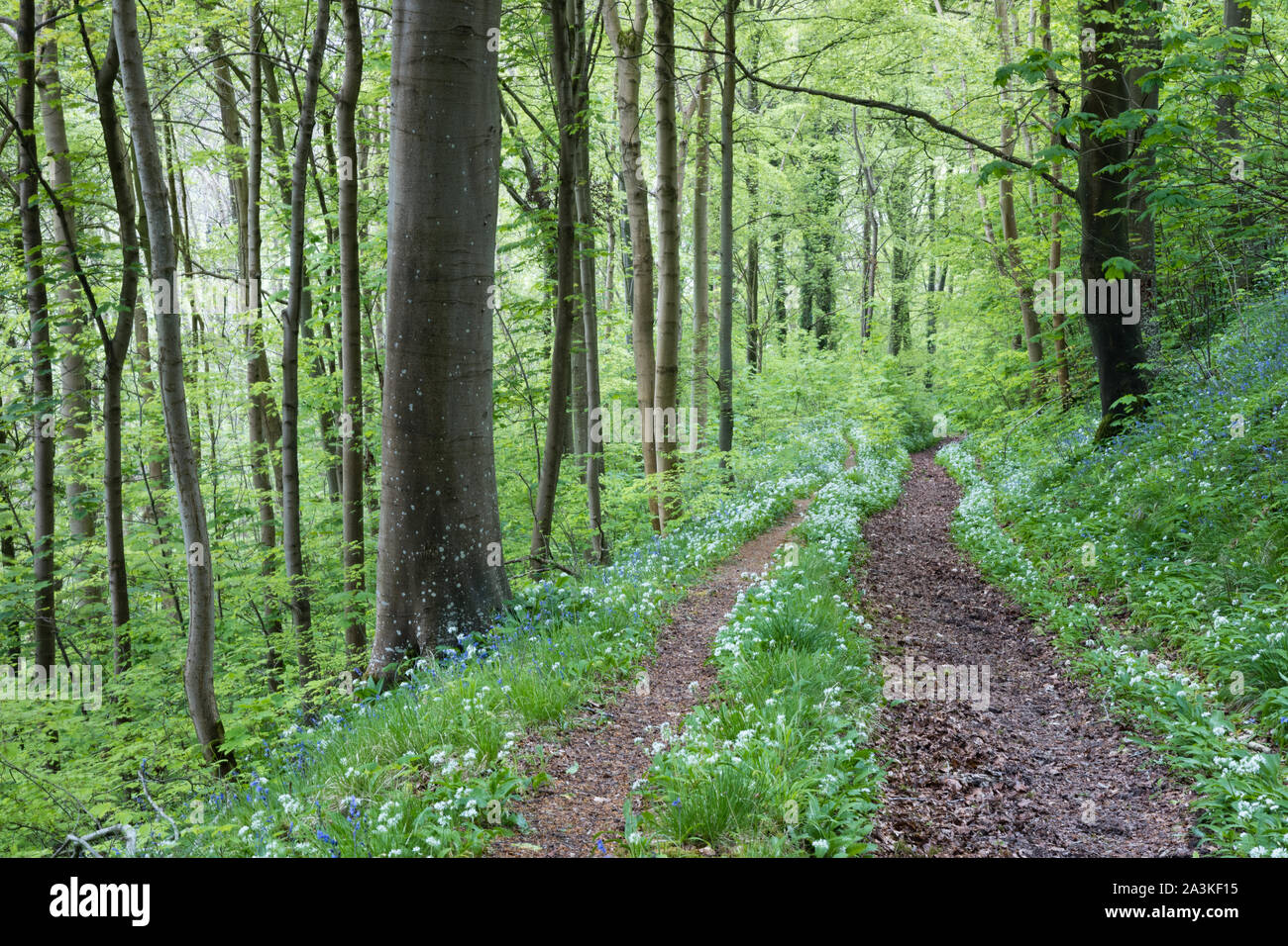 Milton abbas dorset hi-res stock photography and images - Alamy