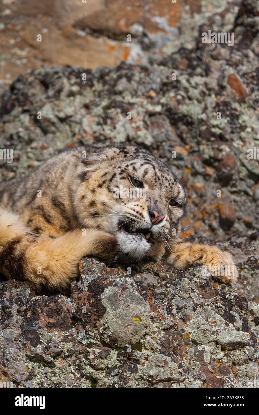 Snow leopard (Panthera uncia Stock Photo - Alamy