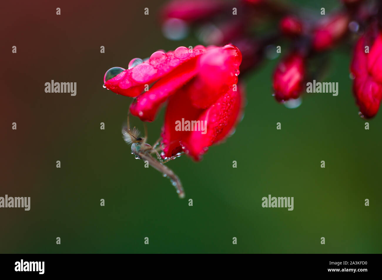 Insect drinks dew on a flower Stock Photo - Alamy