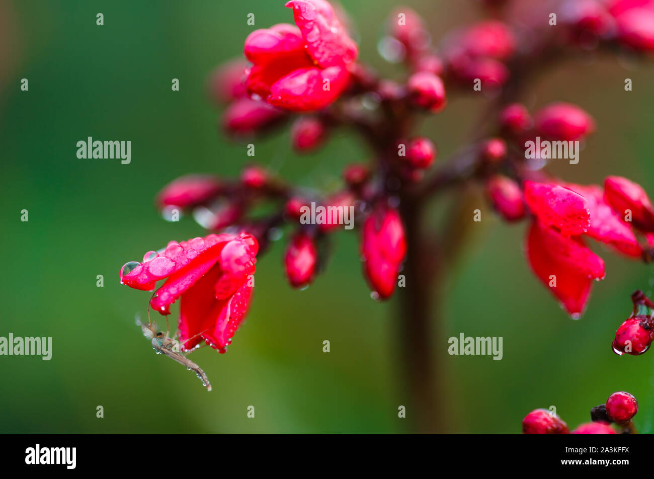 Insect drinks hi-res stock photography and images - Alamy