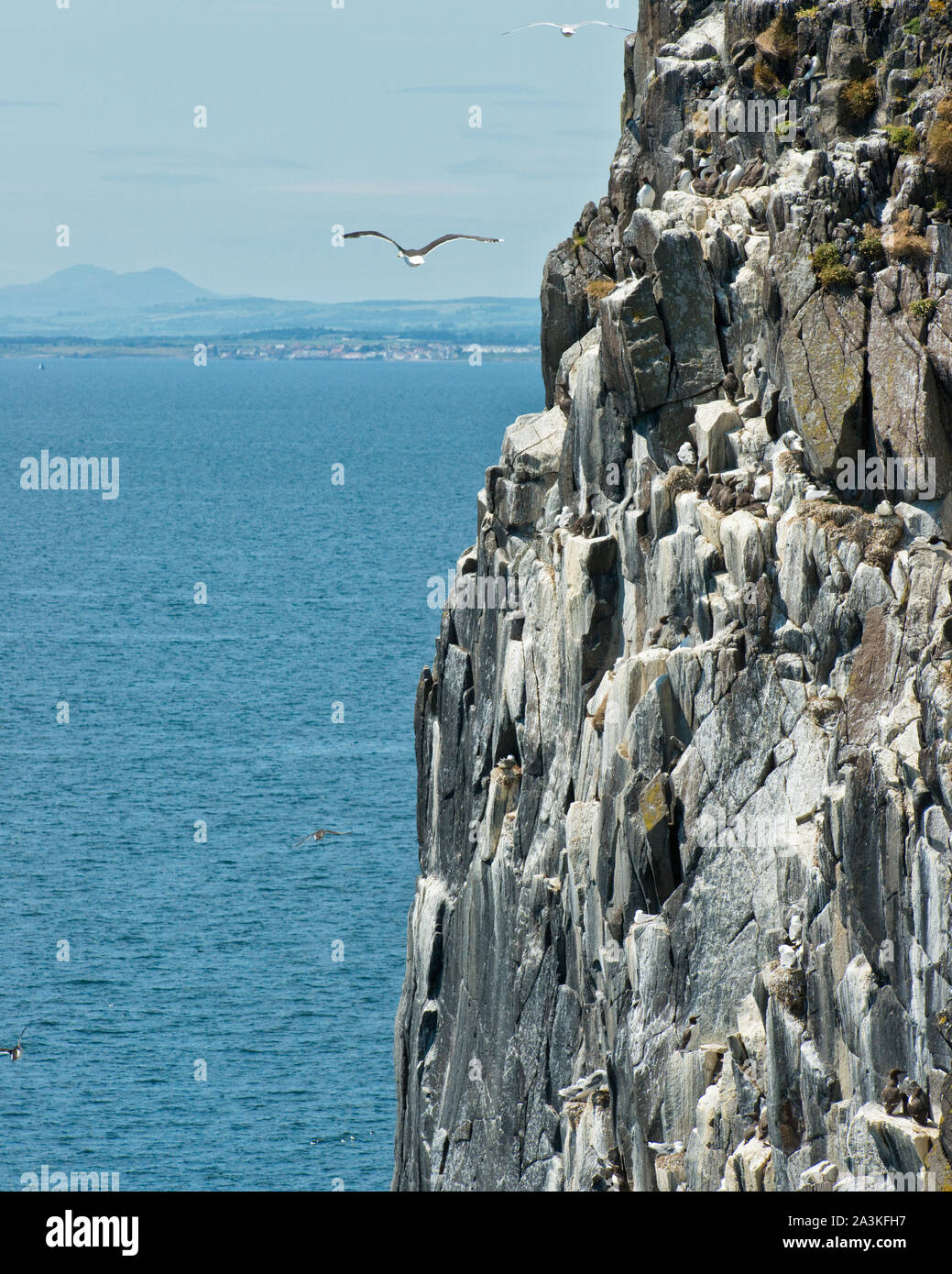 Seabirds nsesting on steep cliffs of the Isle of May. Fife, Scotland ...
