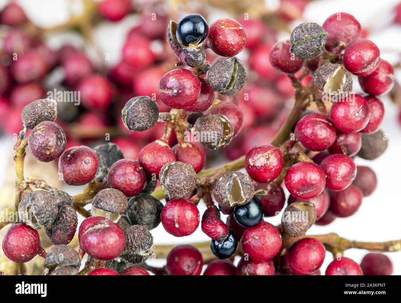 Shiny-Leaf Prickly Ash, Scientific name is (Zanthoxylum nitidum (Roxb ...