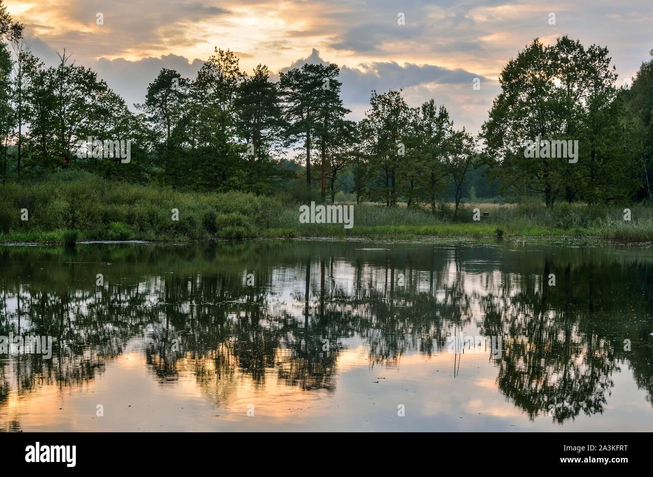 Beautiful forest landscape. Reflecting trees in a pond Stock Photo - Alamy