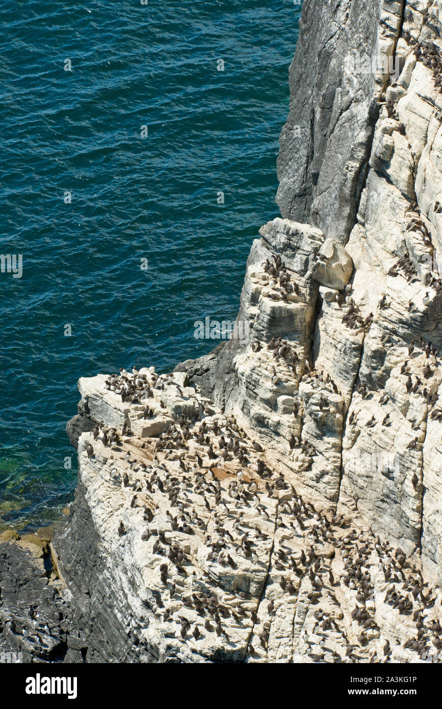 Seabirds crowded on to cliffs of Isle of May. Fife, Scotland Stock ...