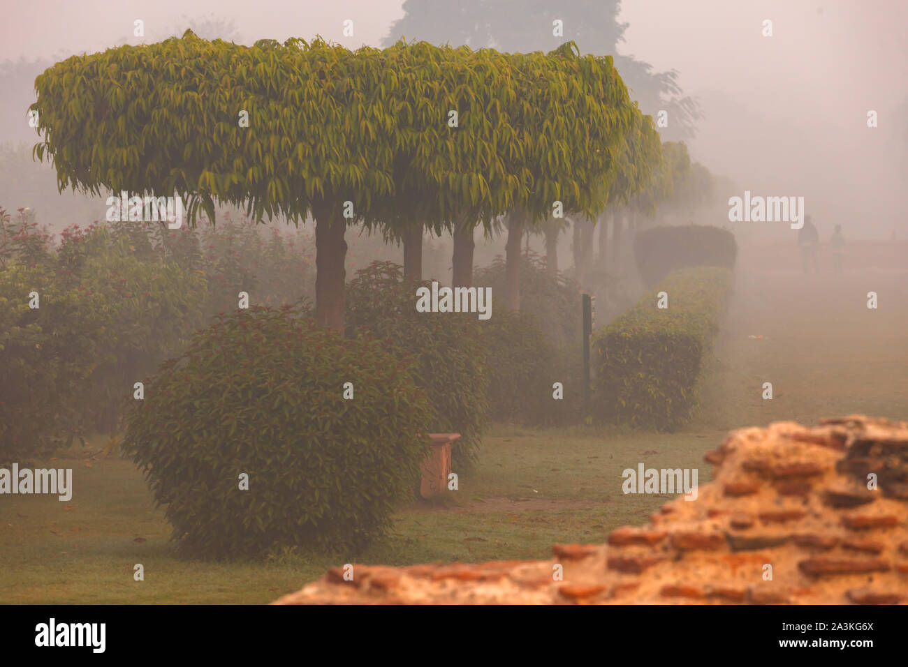 Old tree wallpapers hi-res stock photography and images - Alamy