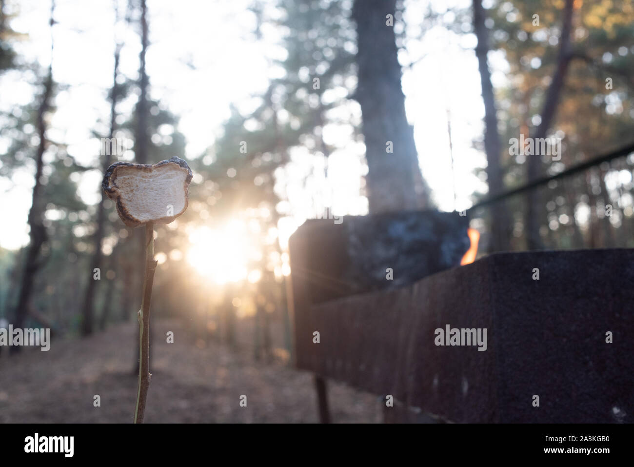 Marsh Mellow at the stake. marsh mellows on wooden skewers toasting ...