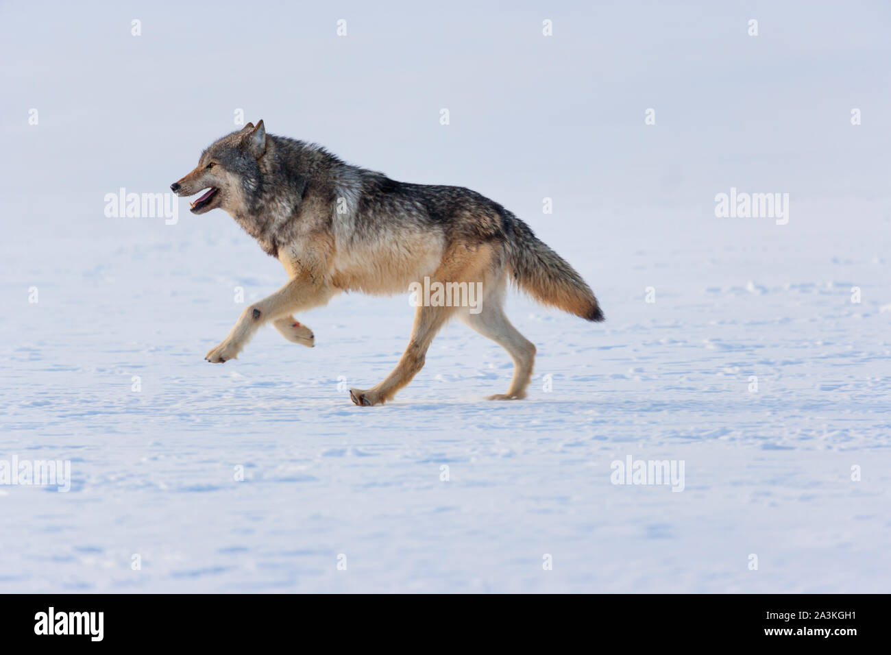 Gray wolf or grey wolf (Canis lupus Stock Photo - Alamy