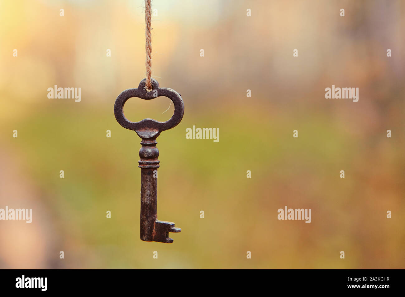 An old key hangs on a tree branch, against the background of a forest ...