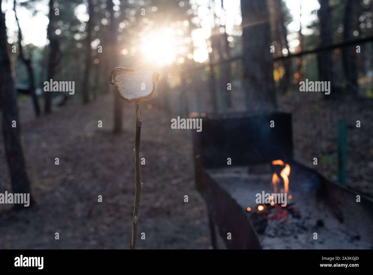 Marsh Mellow at the stake. marsh mellows on wooden skewers toasting ...