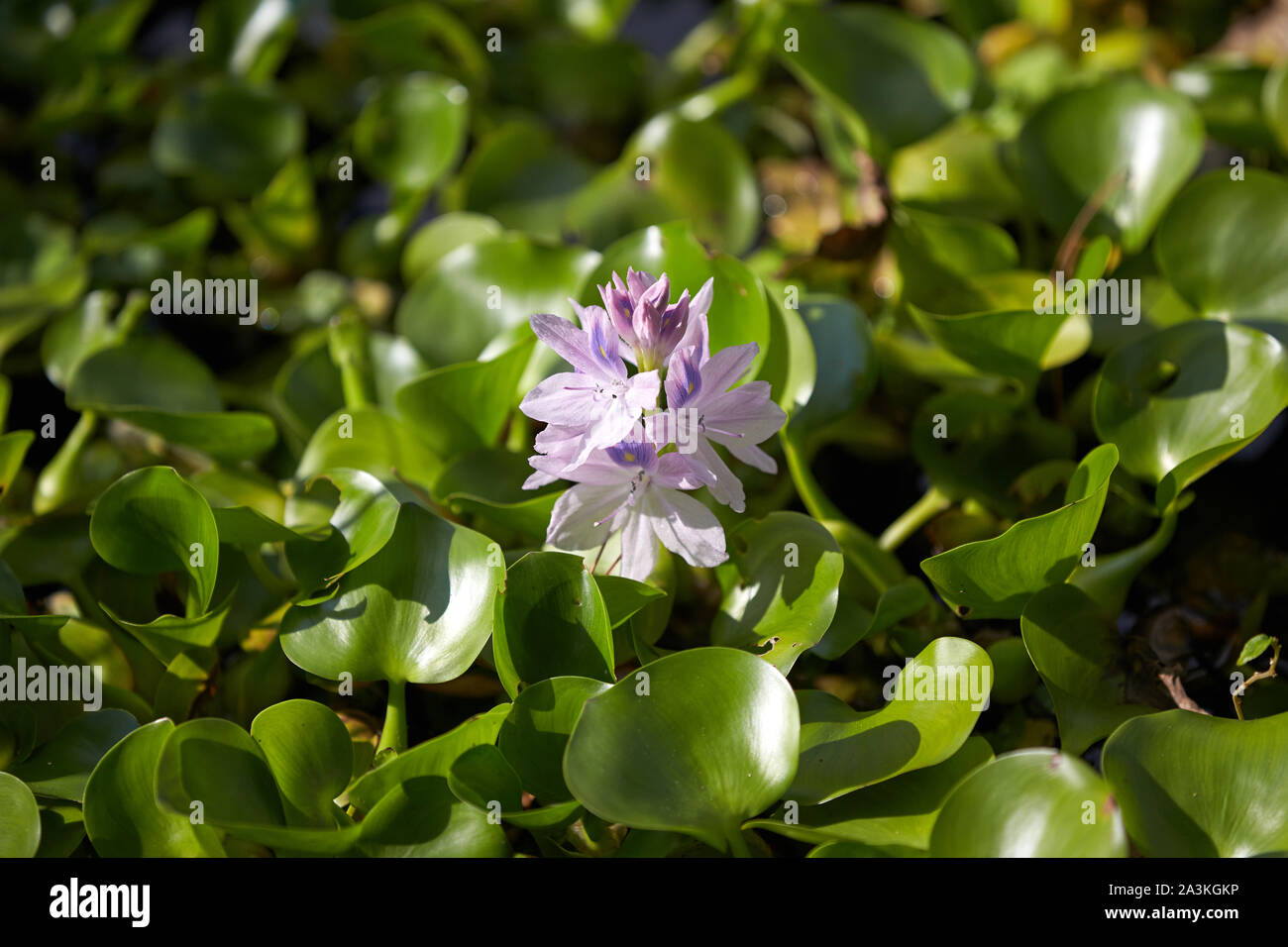 Water hyacinth scenery hi-res stock photography and images - Alamy