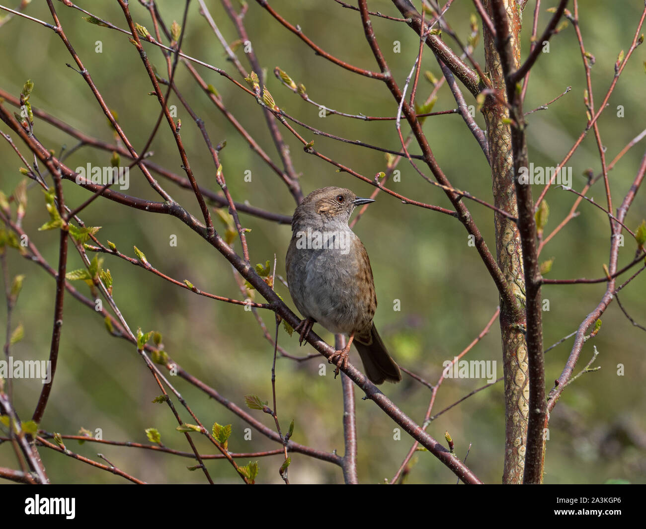Dunnock Prunella modularis perched in Silver birch Betula pendula ...