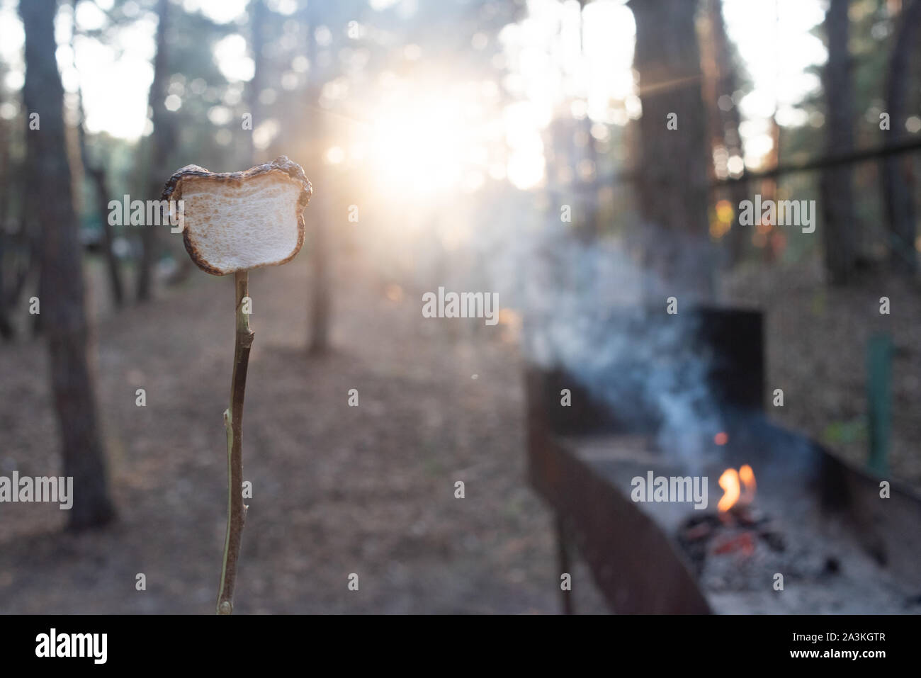 Marsh Mellow at the stake. marsh mellows on wooden skewers toasting ...
