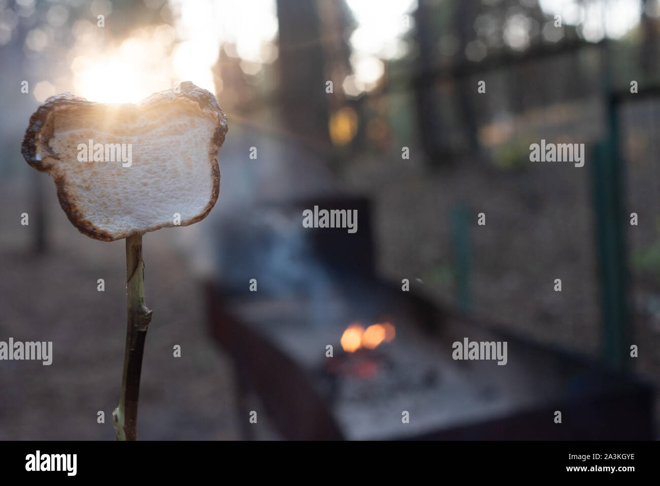 Marsh Mellow at the stake. marsh mellows on wooden skewers toasting ...