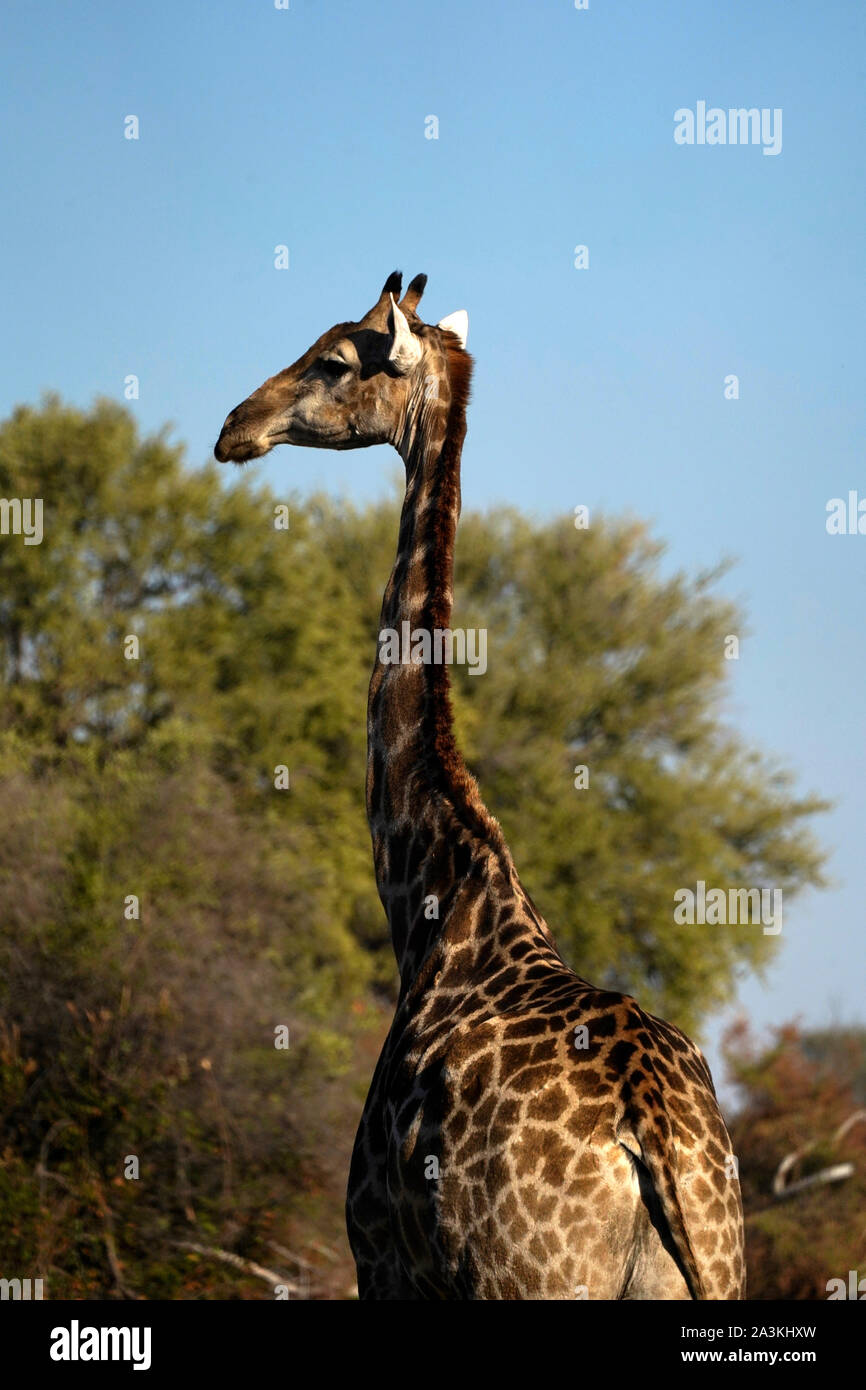 Tall & Elegant the stunning Southern Giraffes wild & free Stock Photo ...