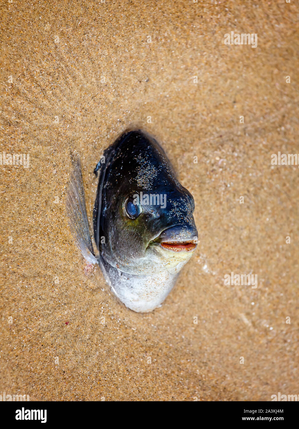 Fish head sticking out of the sand Stock Photo - Alamy