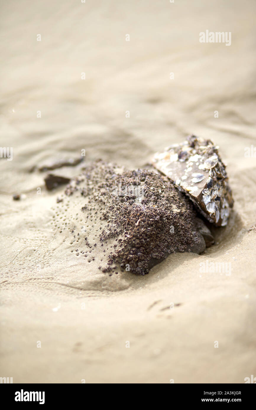 Barnacle at the beach Stock Photo - Alamy