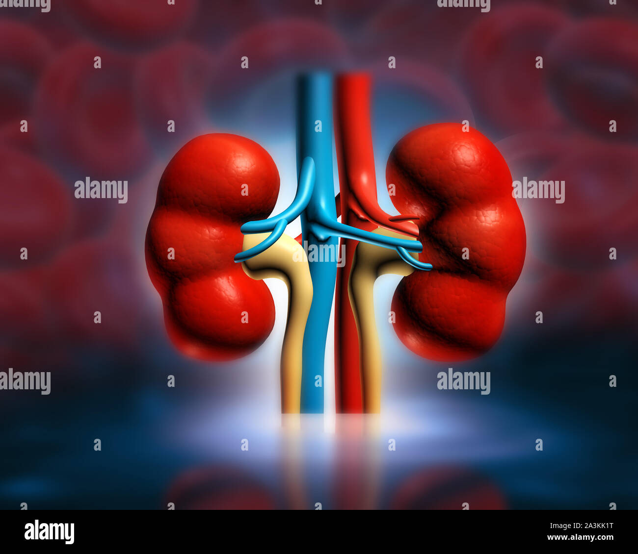 Human kidney anatomy on medical background. 3d illustration Stock Photo ...