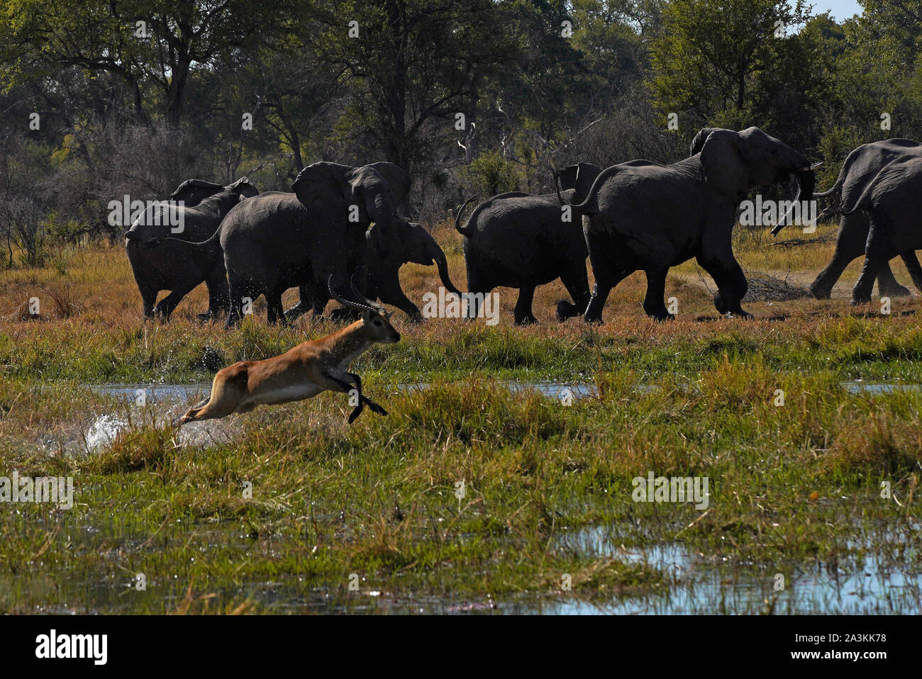 Stampeding hi-res stock photography and images - Alamy