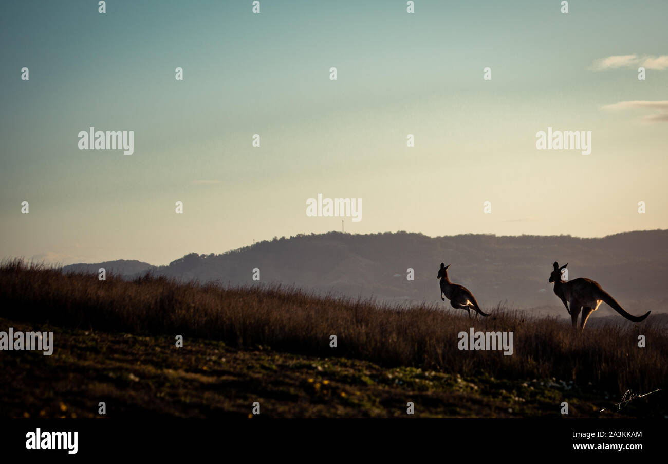 Hopping landscape hi-res stock photography and images - Alamy