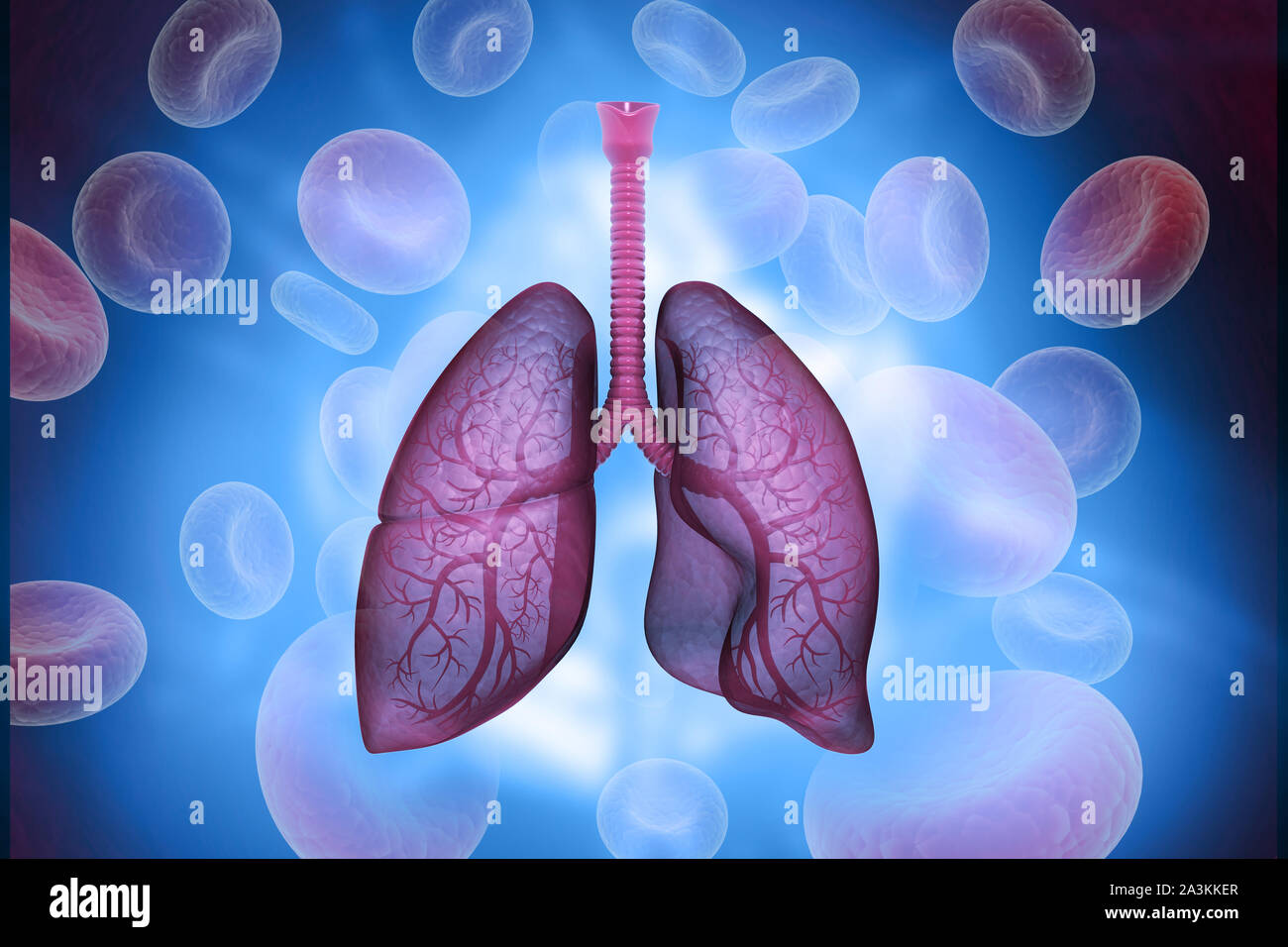 Lungs anatomy hi-res stock photography and images - Alamy