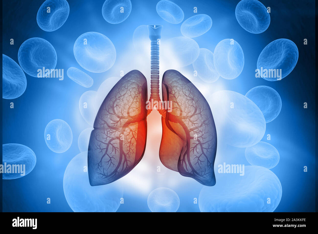 Lungs anatomy hi-res stock photography and images - Alamy