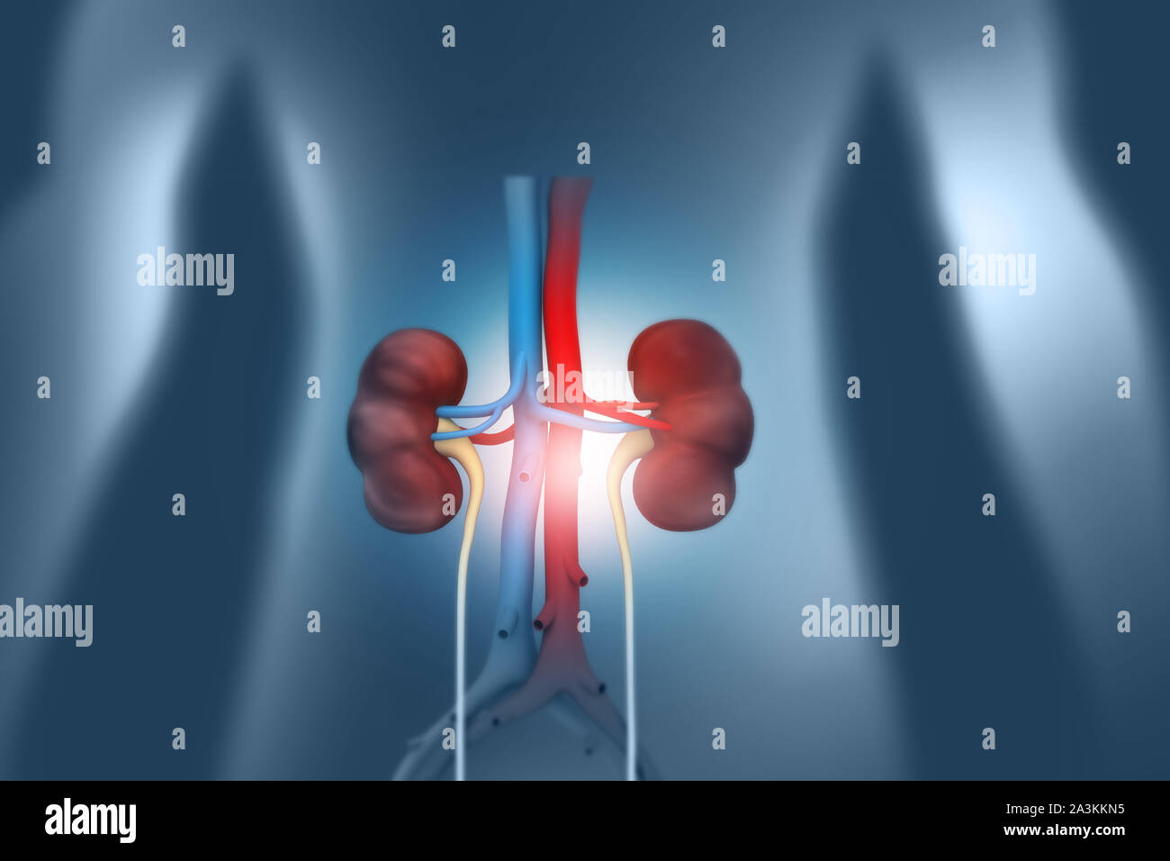 Human kidney anatomy. 3d illustration Stock Photo - Alamy