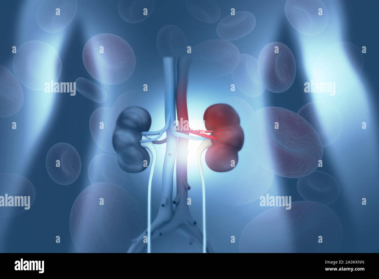 Human kidney anatomy. 3d illustration Stock Photo - Alamy