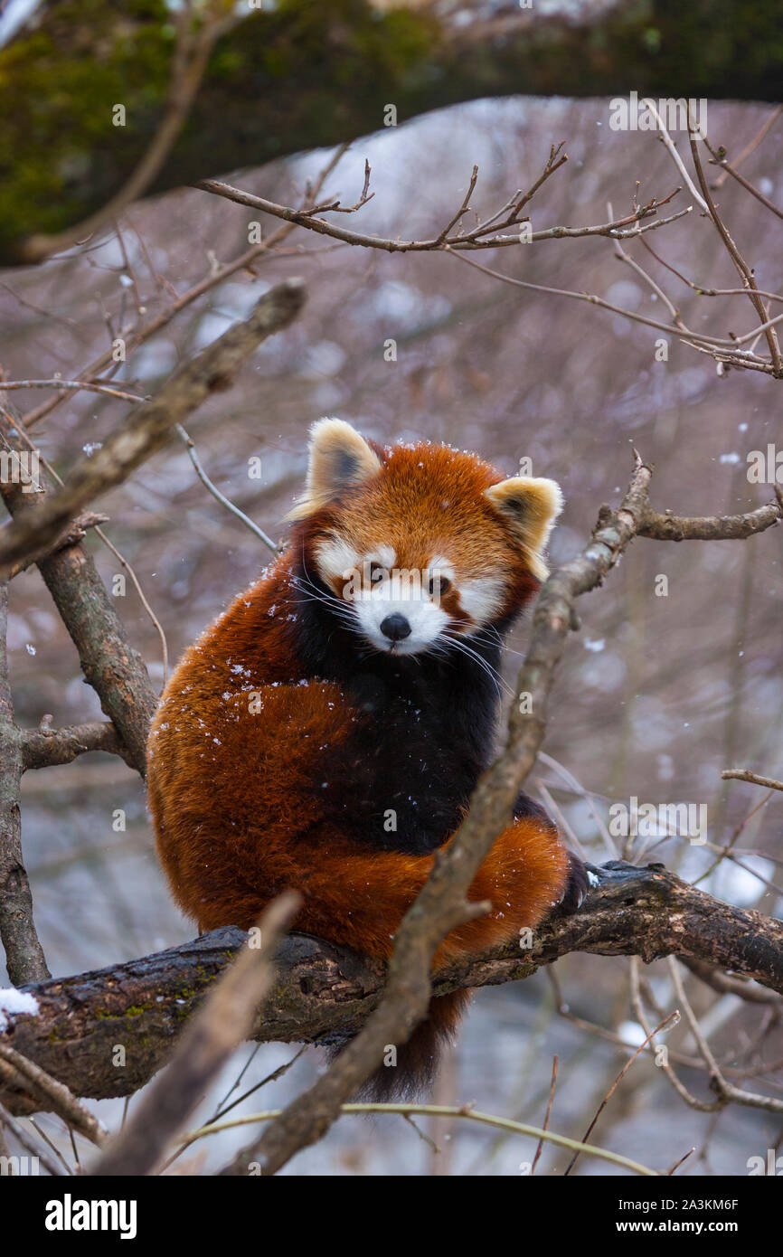 Red panda (Ailurus fulgens), also called lesser panda, red bear-cat ...
