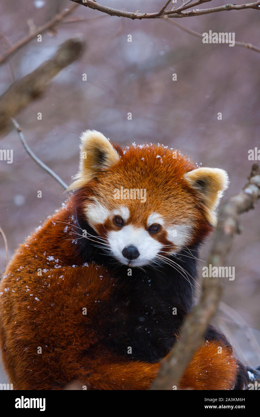 Red panda (Ailurus fulgens), also called lesser panda, red bear-cat ...