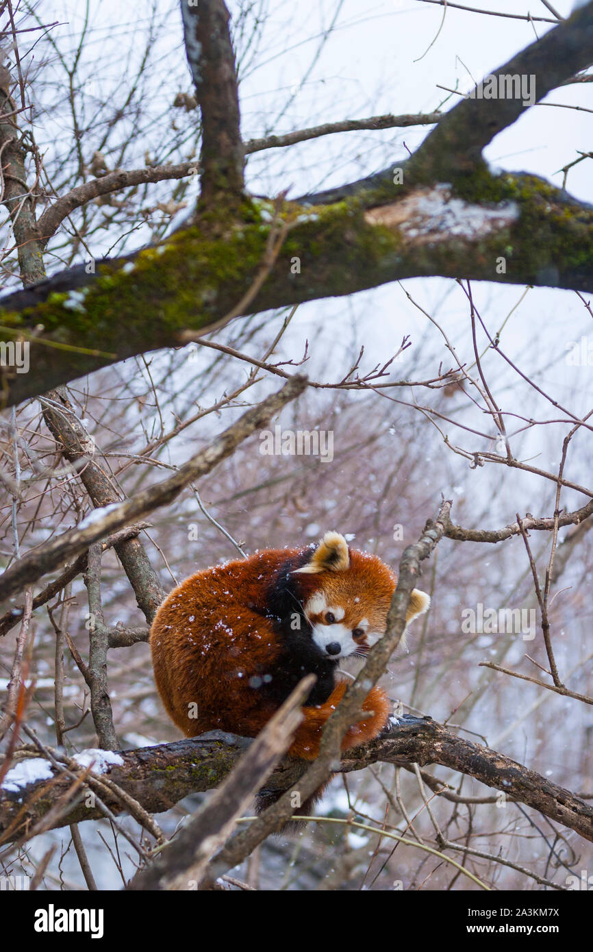 Red panda (Ailurus fulgens), also called lesser panda, red bear-cat ...