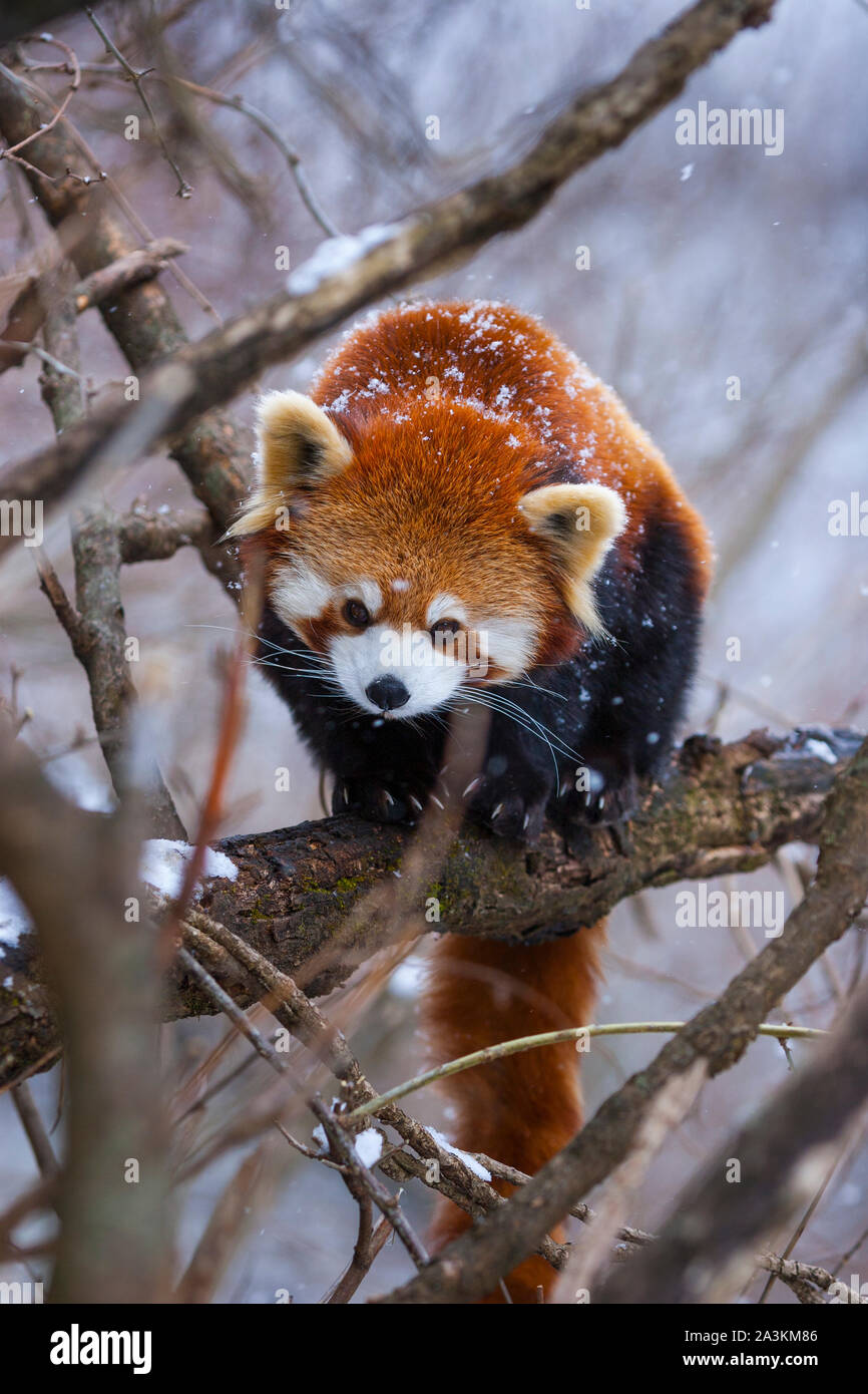 Red panda (Ailurus fulgens), also called lesser panda, red bear-cat ...