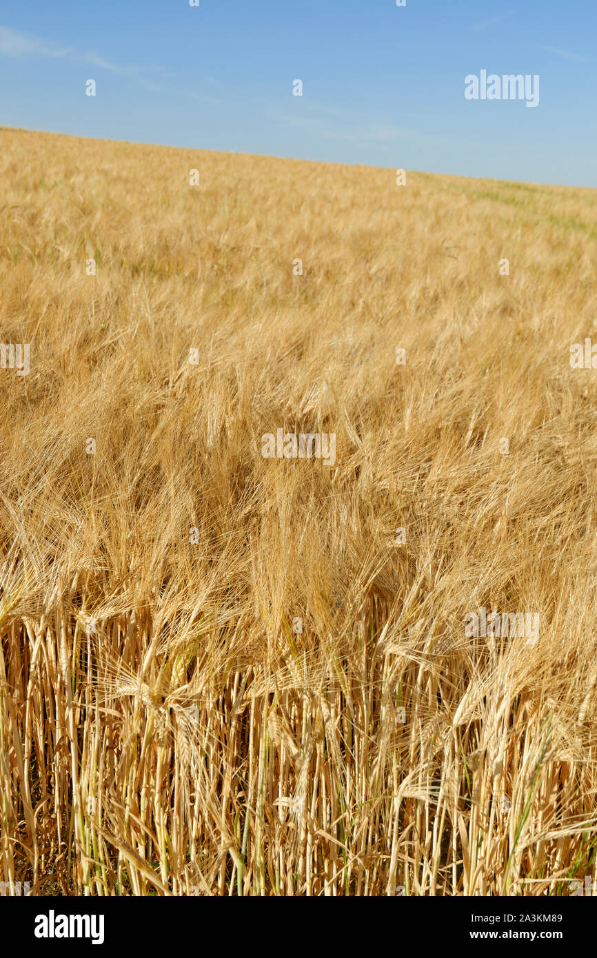 Farmed Barley grasses Stock Photo - Alamy