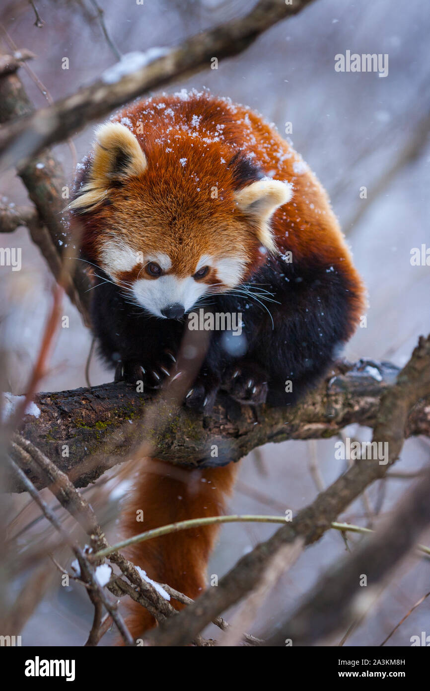 Red Cat Bear High Resolution Stock Photography and Images - Alamy