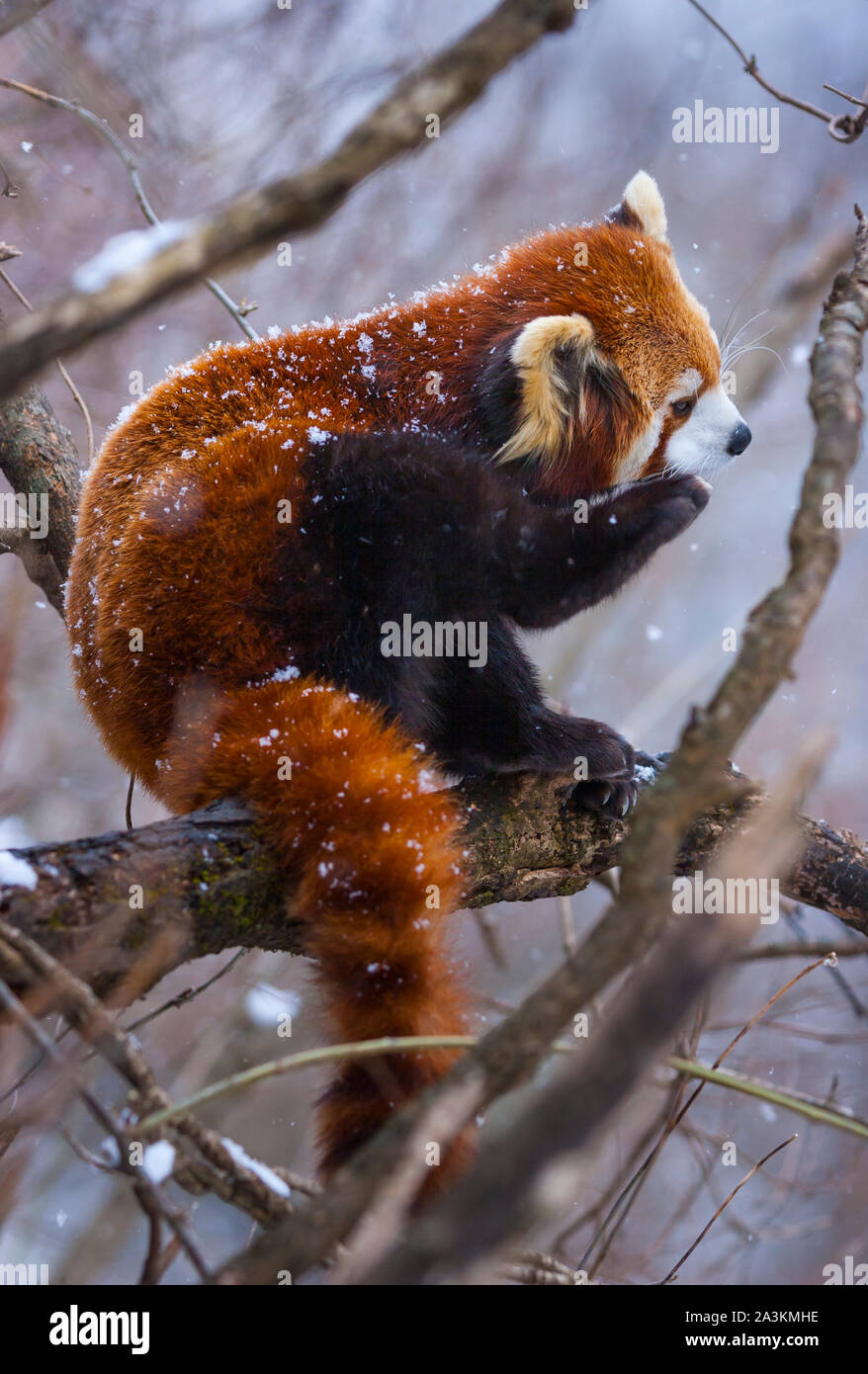 Red panda (Ailurus fulgens), also called lesser panda, red bear-cat ...