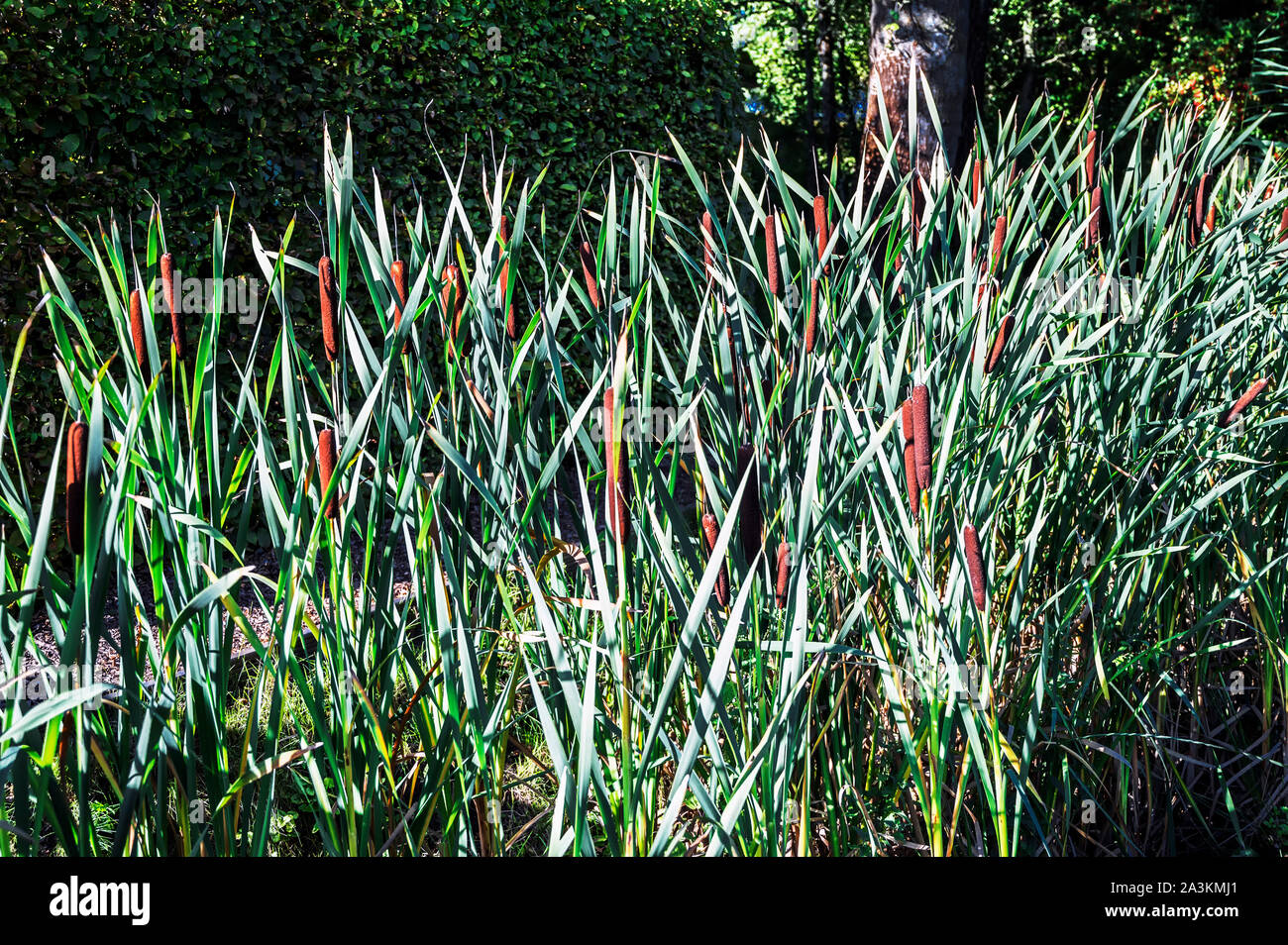 Typha in reeds: Rohrkolben im Schilf Stock Photo - Alamy