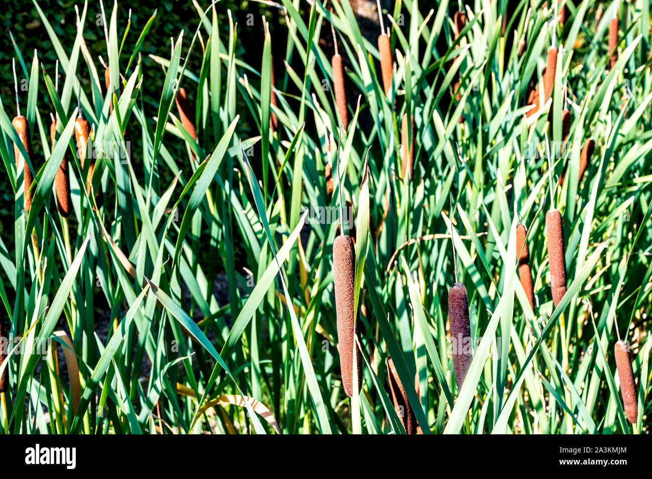 Typha in reeds: Rohrkolben im Schilf Stock Photo - Alamy