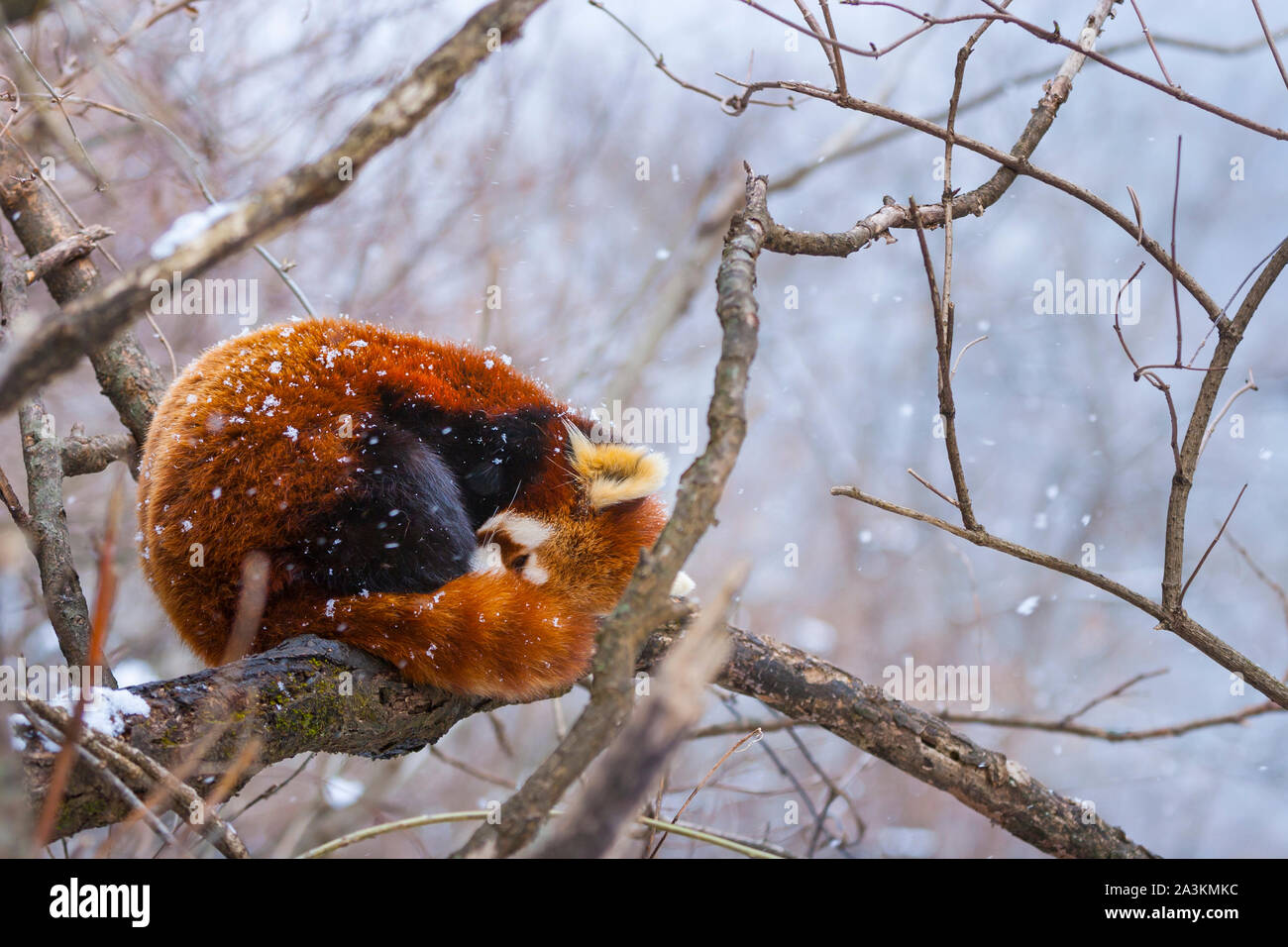 Red panda (Ailurus fulgens), also called lesser panda, red bear-cat ...