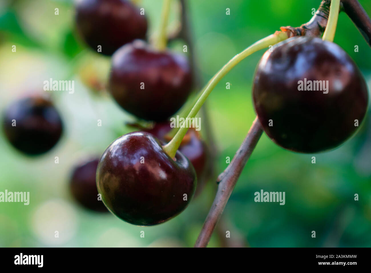 Morello cherry tree hi-res stock photography and images - Alamy
