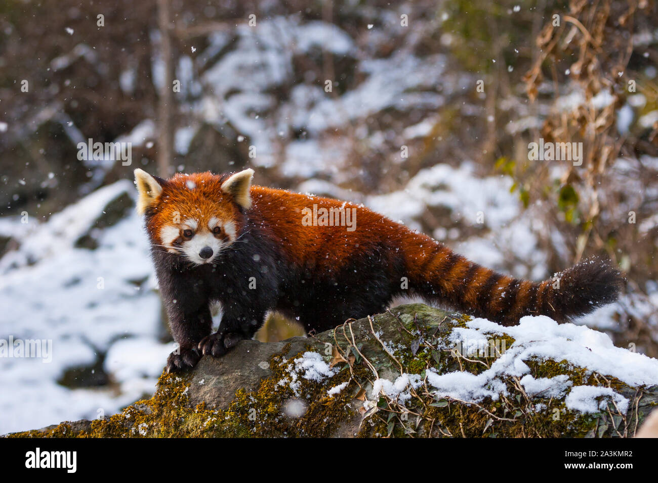 Red panda ailurus fulgens called hi-res stock photography and images ...
