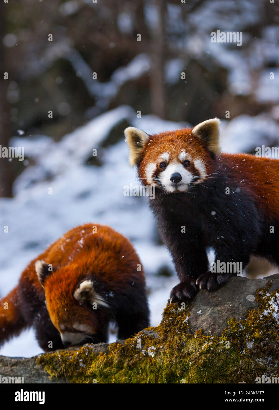 Red panda (Ailurus fulgens), also called lesser panda, red bear-cat ...